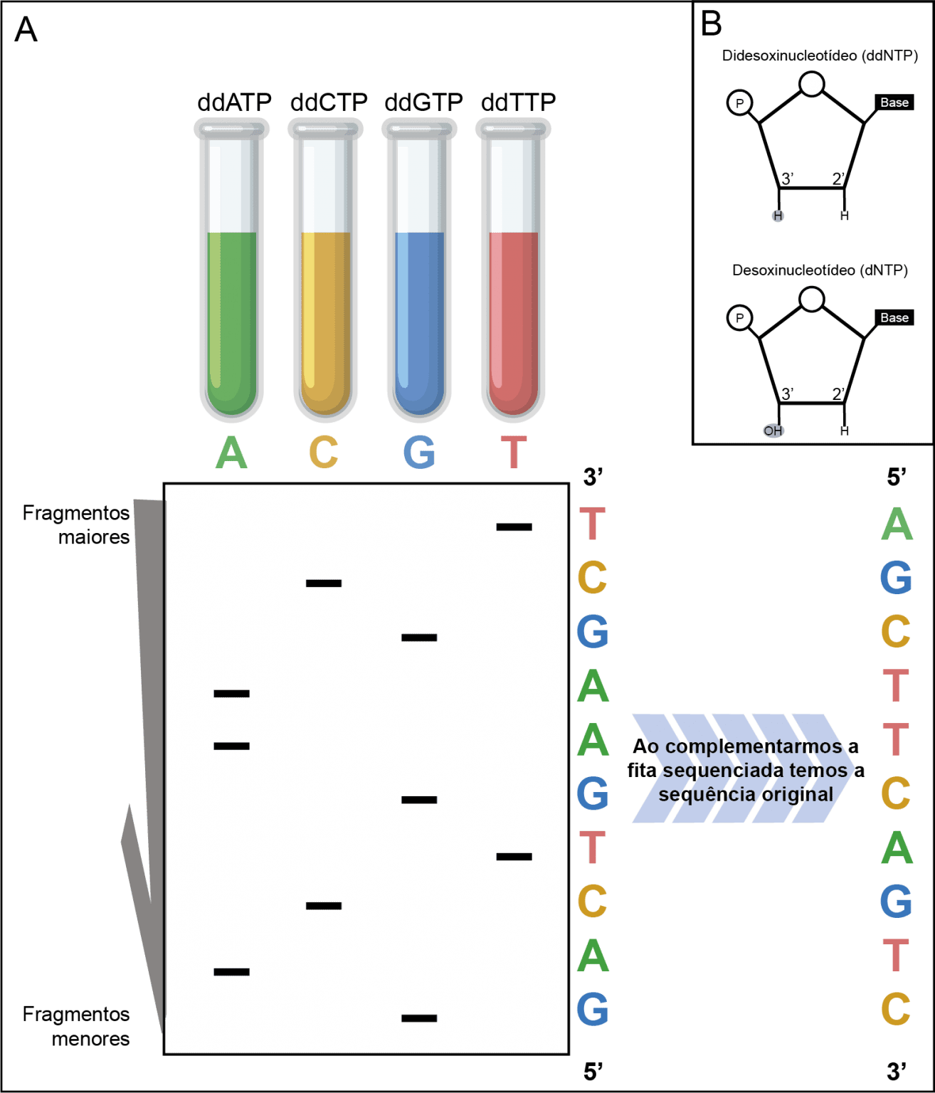 Sequenciamento de Sanger – BIOINFO